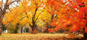 1分でわかる！fallとautumnの違いと正しい使い方 | ペラペラ部